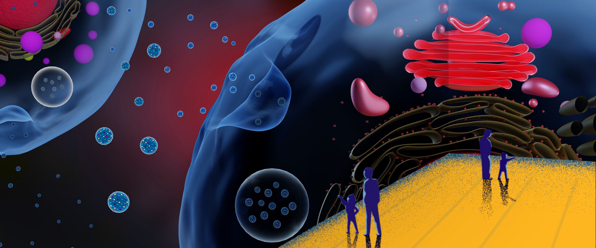 What are the roles of exosomes derived from immune cells in ...